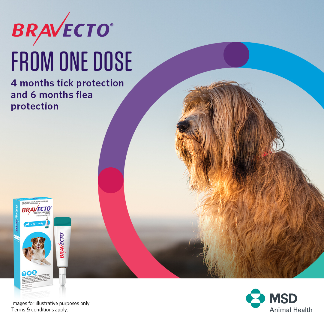 Social Media Repository - Bravecto® Chew For Dogs - MSD Animal Health ...