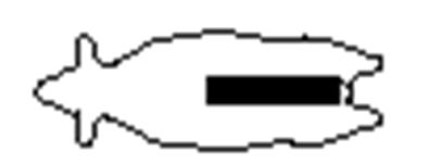 Avotan® Pour-On - MSD Animal Health South Africa