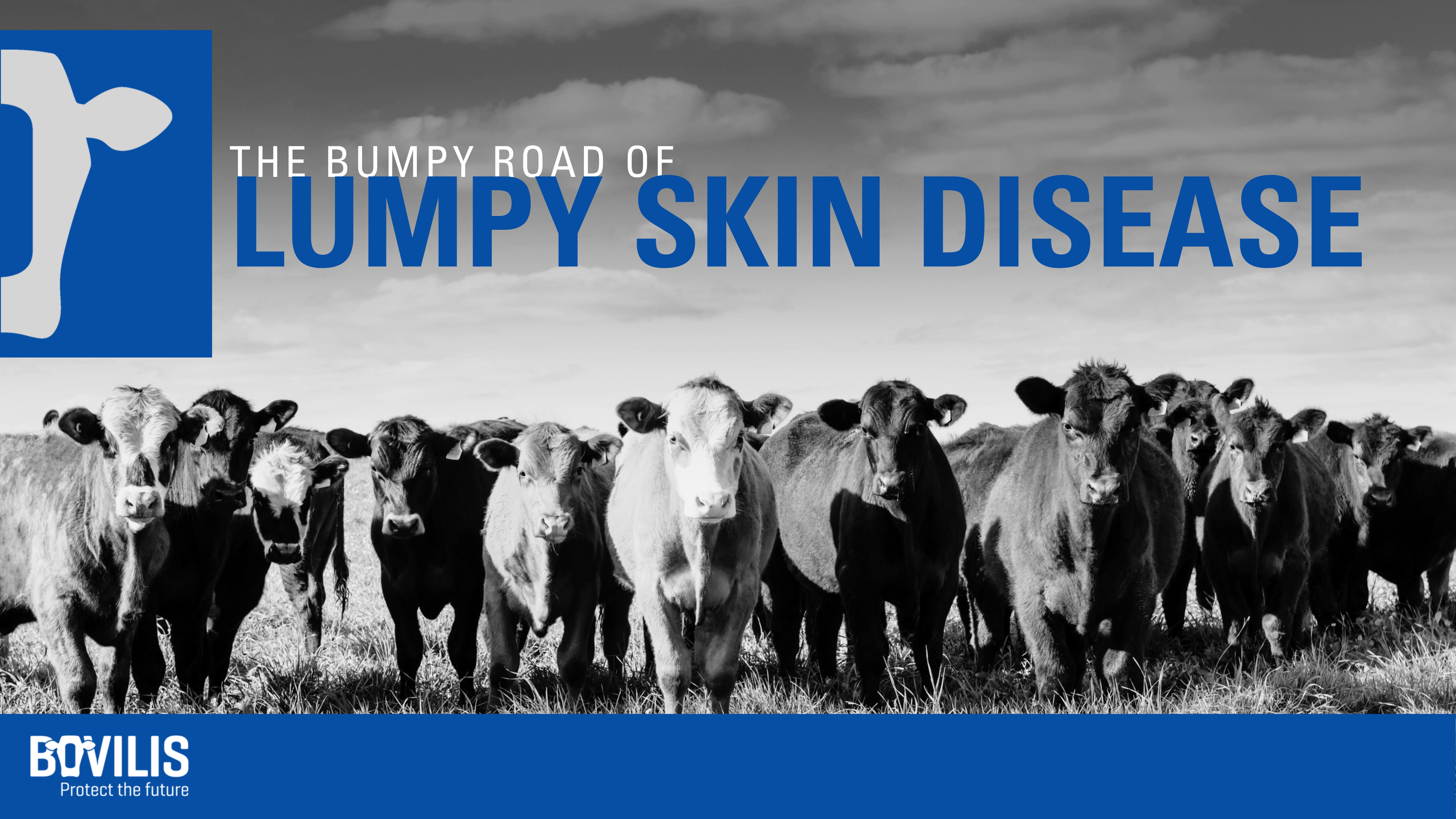 Lumpy Skin Disease - MSD Animal Health South Africa